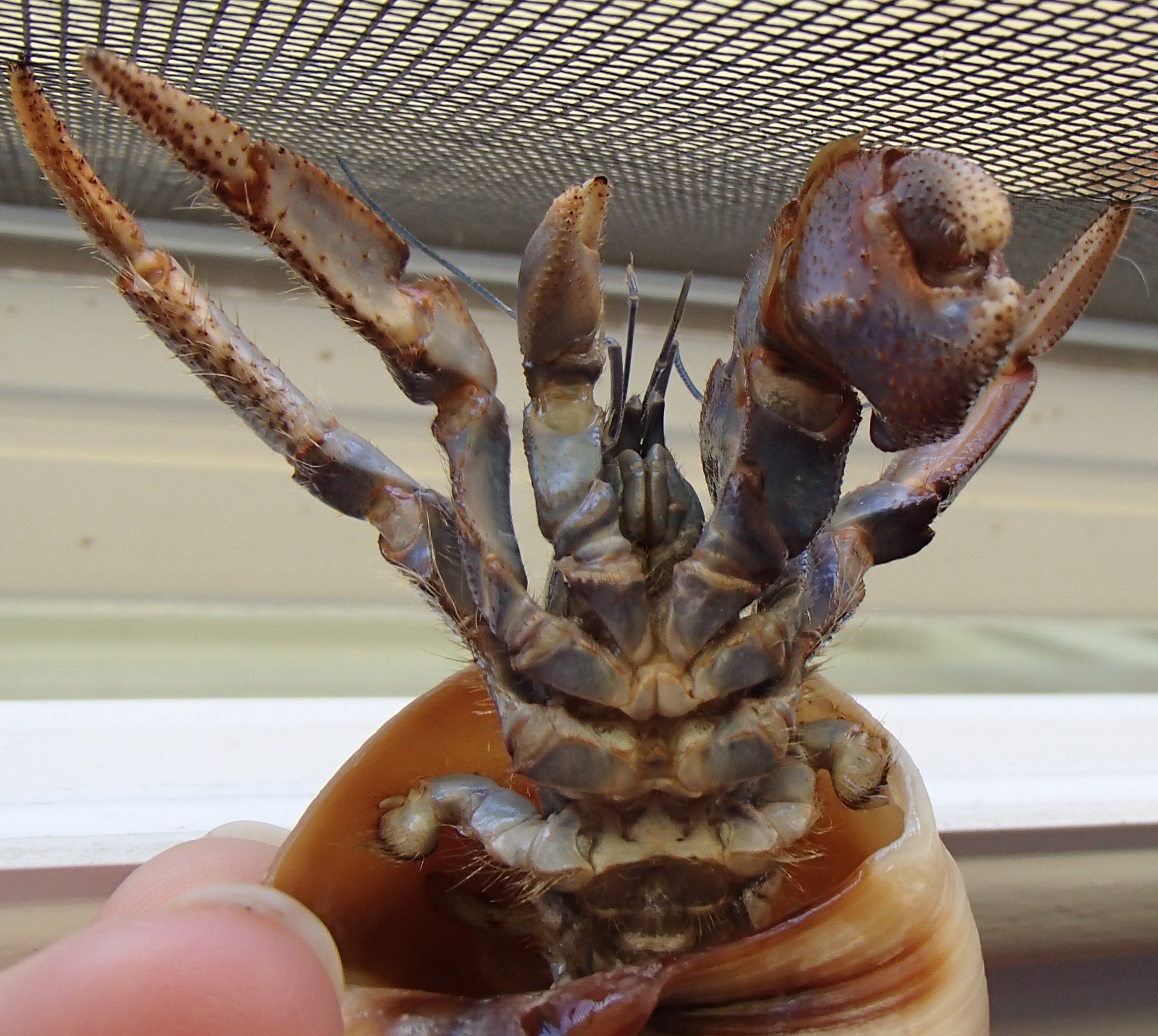 Hermit Crab Sex Organs