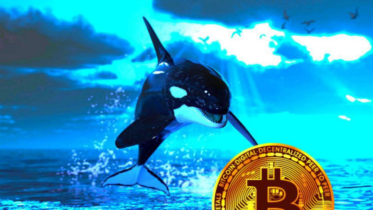 Ballenas Al Acecho Ante El Halving Bitcoin Cripto Tendencia