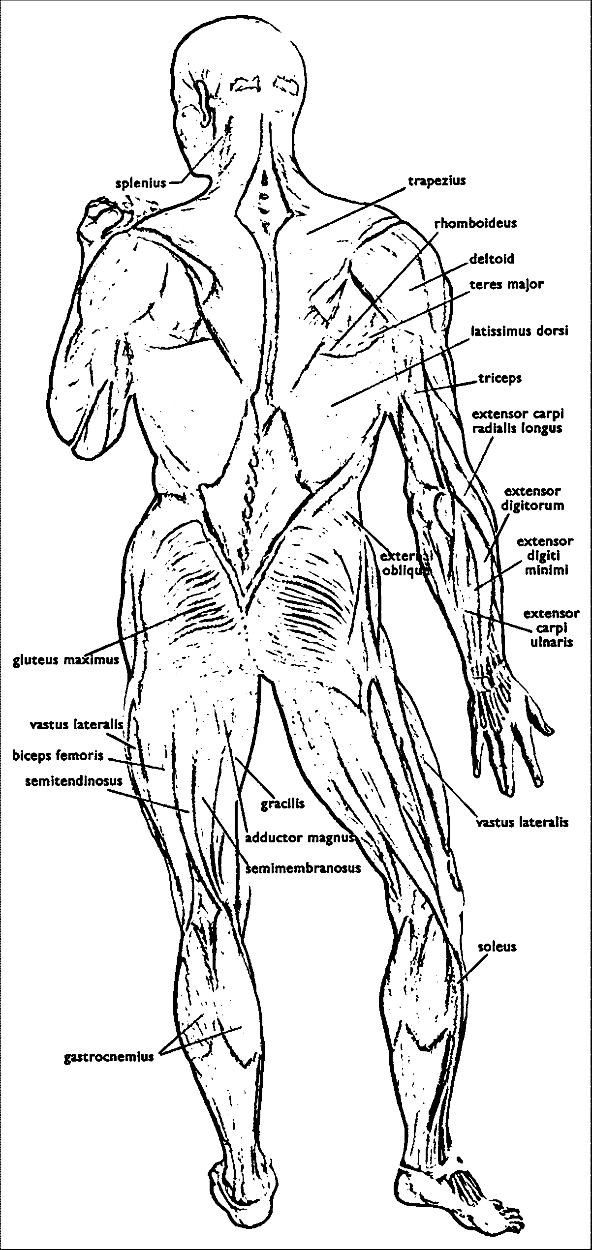 Anatomy Coloring Book Printable Printable Word Searches