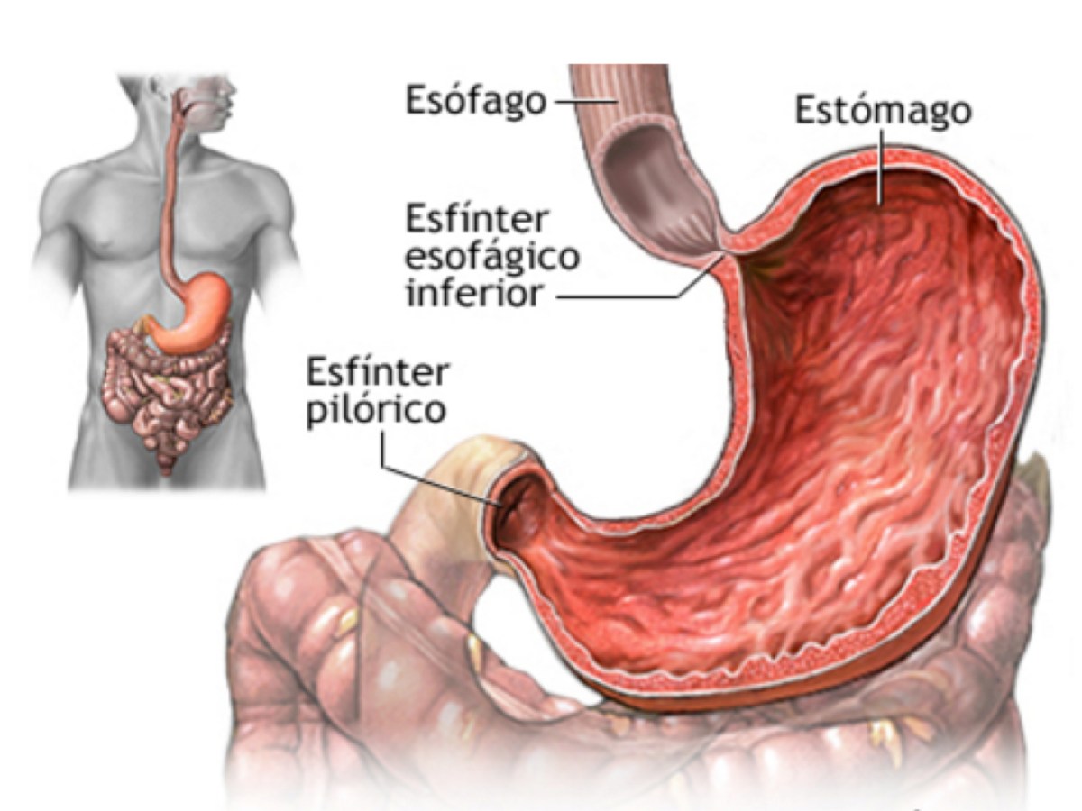 ¿para Qué Sirve El Estómago MÉdico Especialista En Digestivo Santa