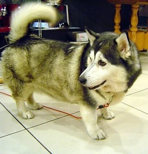 Corgi Husky Mix Corgi Guide