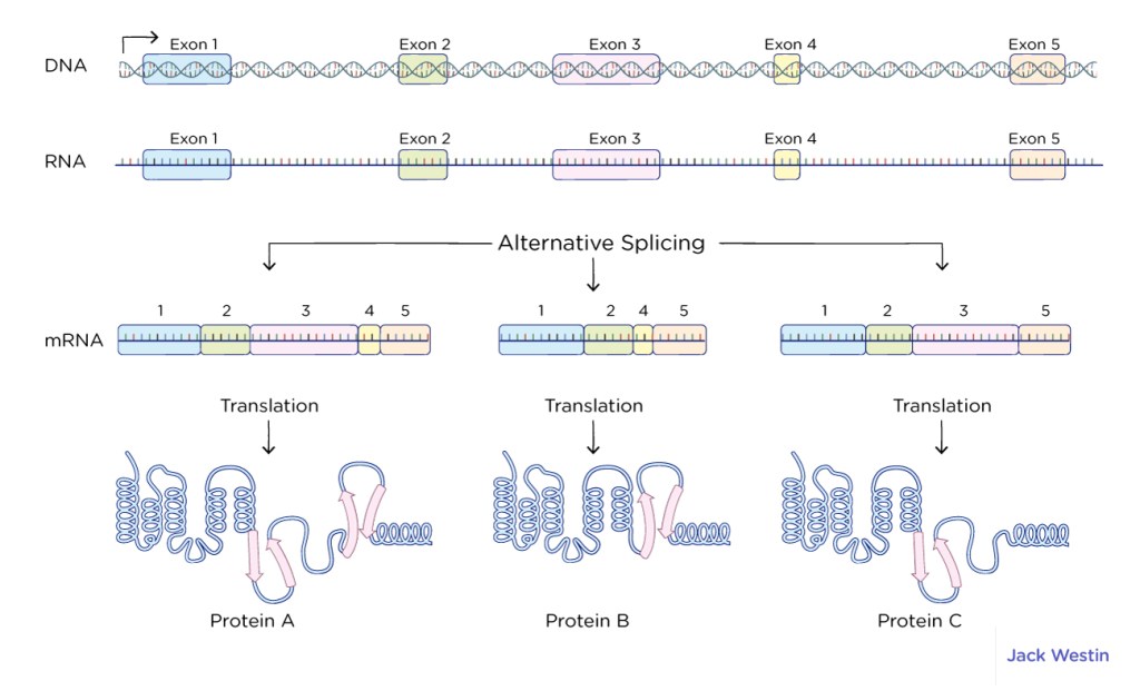 Mrna Processing In Eukaryotes Introns Exons Transcription Mcat Content