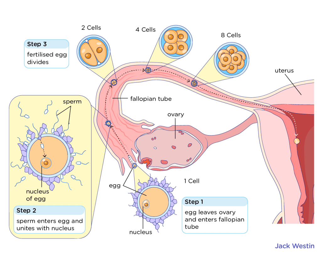 Reproductive Sequence Fertilization Implantation Development Birth