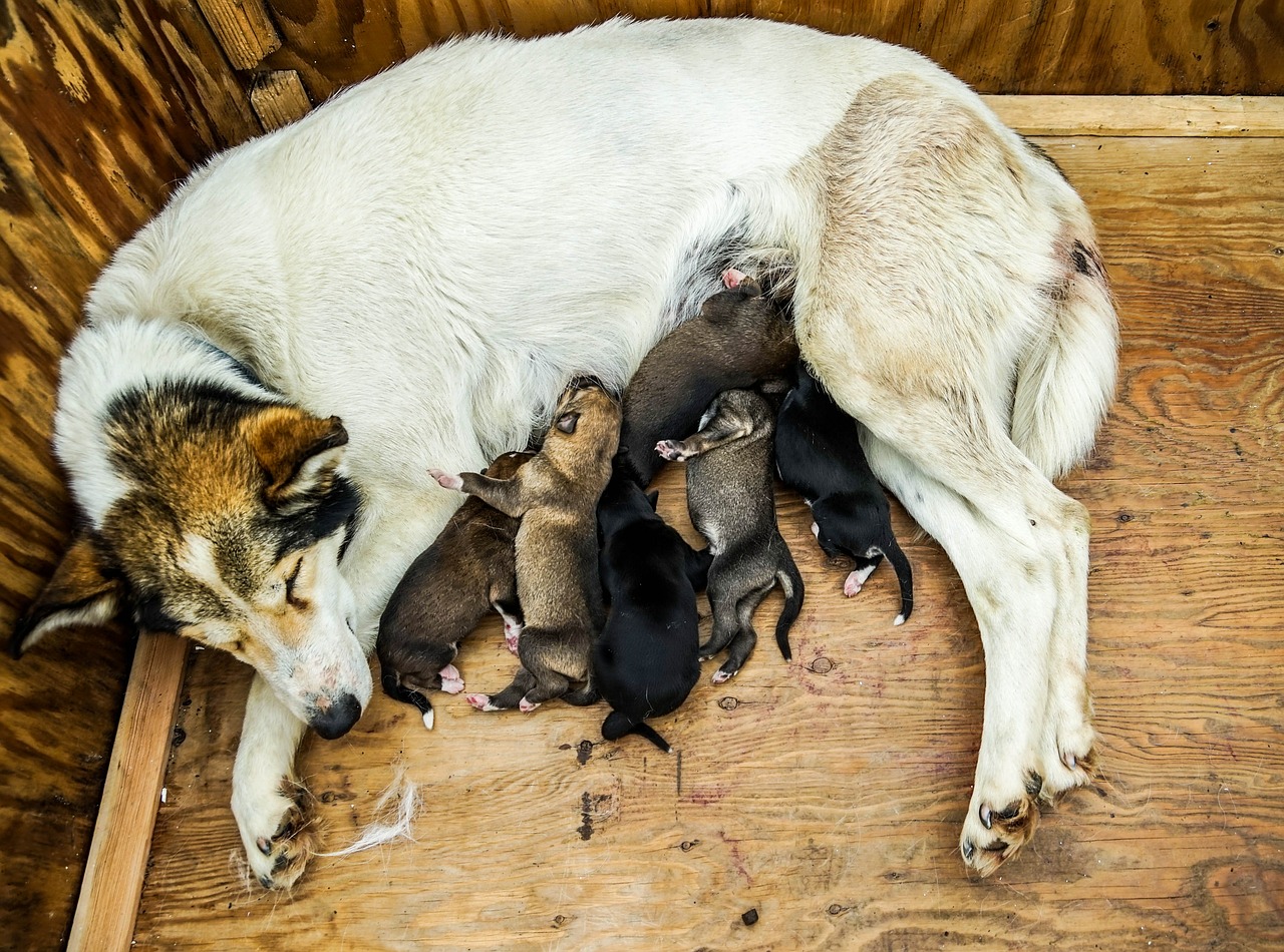 Complicações No Parto Em Cadelas Cão E Gato É Tudo De Bom