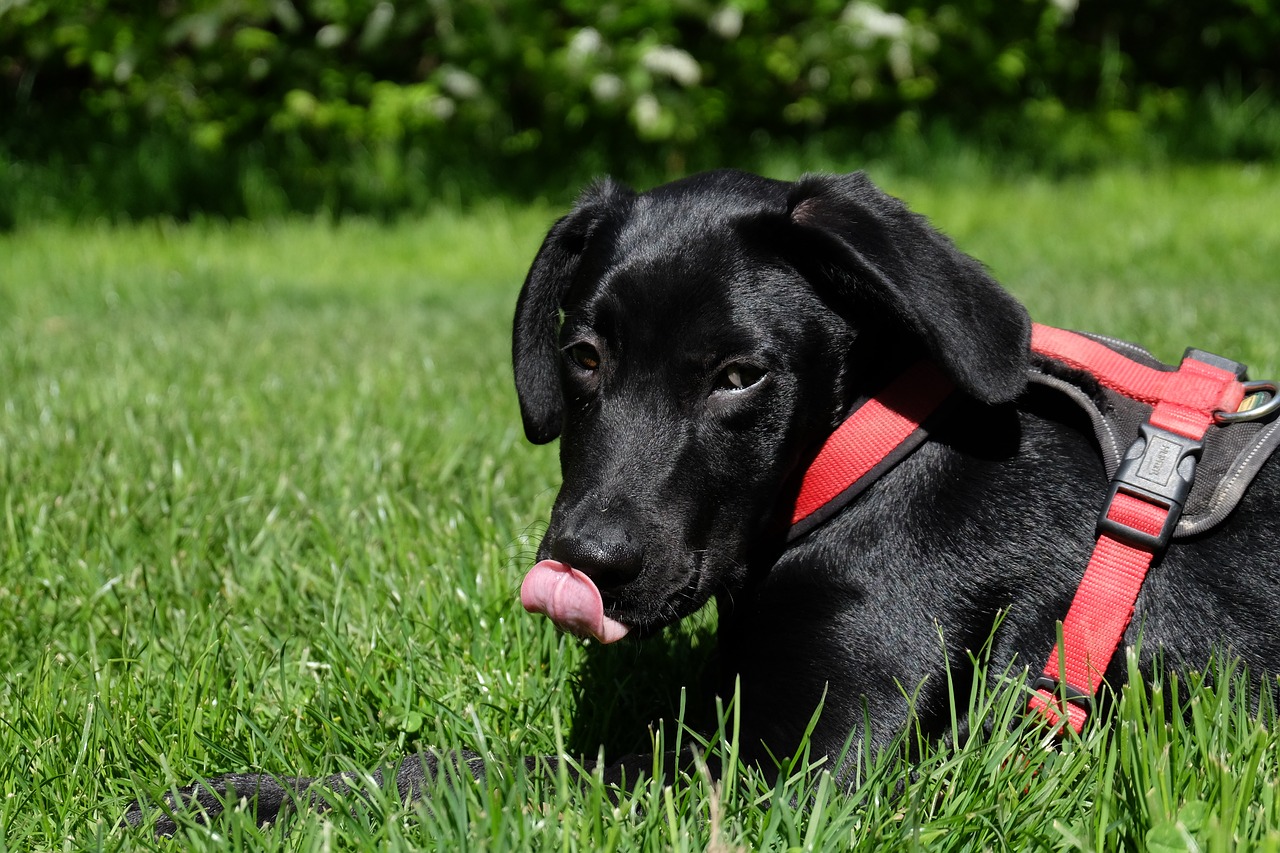 Por Que Cachorro Lambe As Patas Até Fazer Ferida Conheça A Dermatite