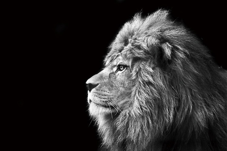 Lion Painting Black And White Cool Product Review Articles Bargains