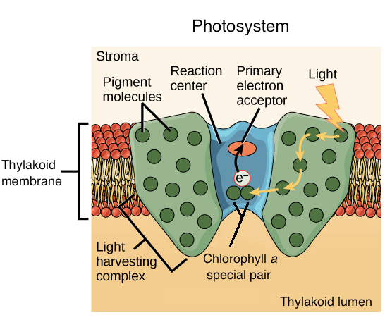 Chemical Equation Of Light Dependent Reactions Tessshebaylo