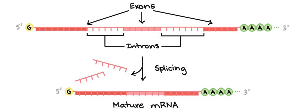 Mrna Processing In Eukaryotes Introns Exons Transcription Mcat Content