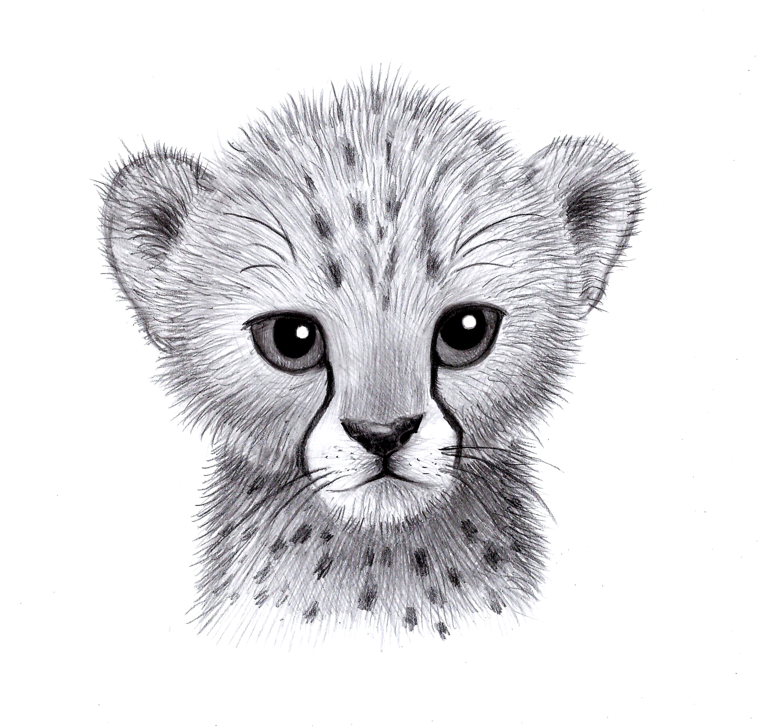 How To Draw Cheetah A Step By Step Guide Ihsanpedia