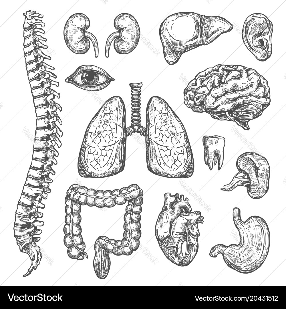 Printable Human Body Outline With Organs