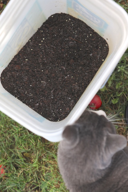 Homemade Organic Blueberry Fertilizer Chiots Run