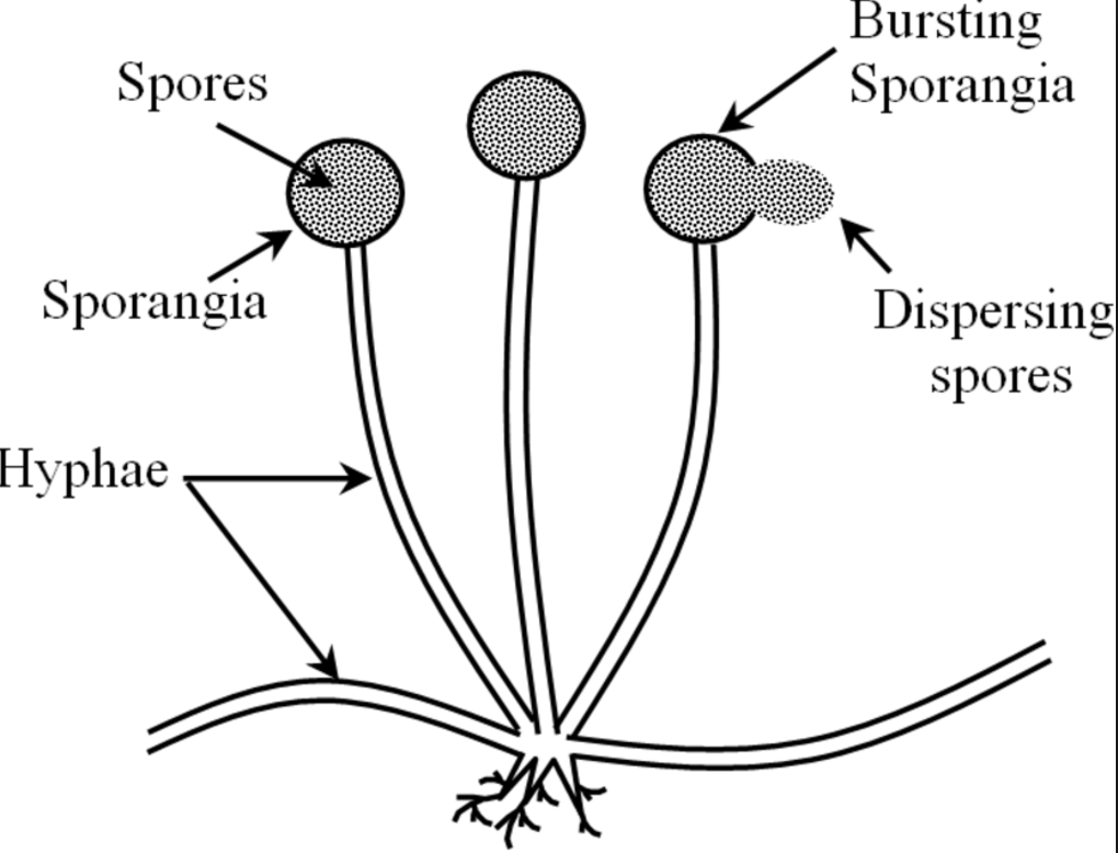 Spore Formation Class 10 How Do Organism Reproduce