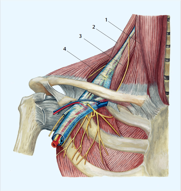 3 Interscalene Techniques Of Brachial Plexus Block Anesthesia Key