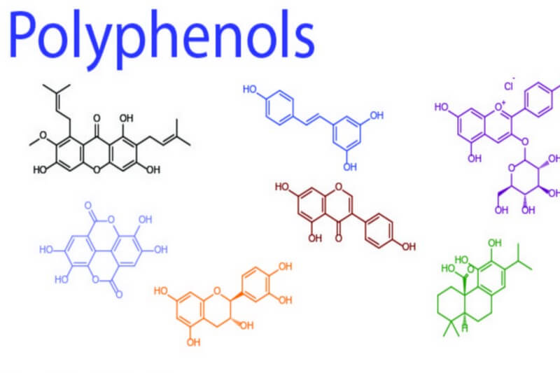 Classification Des Composés Phénoliques Agronomie