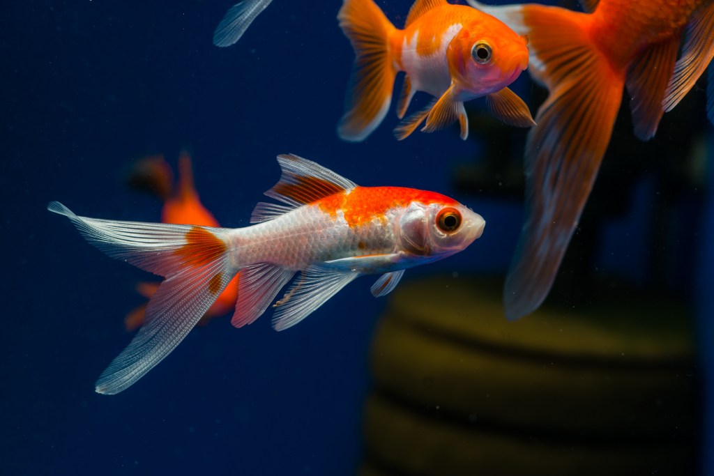 Comet Goldfish The Care Feeding And Breeding Of Comet Goldfish