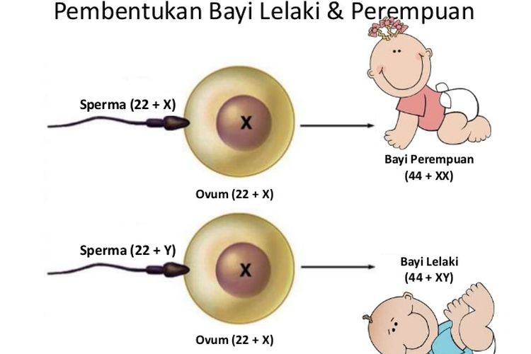 Proses Terbentuknya Sperma Ujian