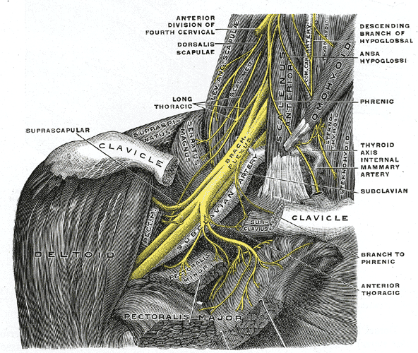 Suprascapular Nerve Anatomy And Clinical Significance Bone And Spine