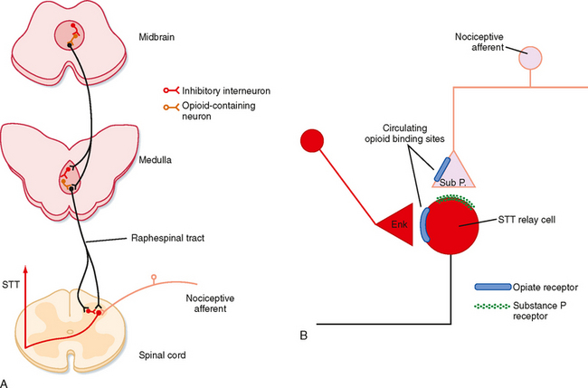 Signal Transduction Membrane Receptors Second Messengers And