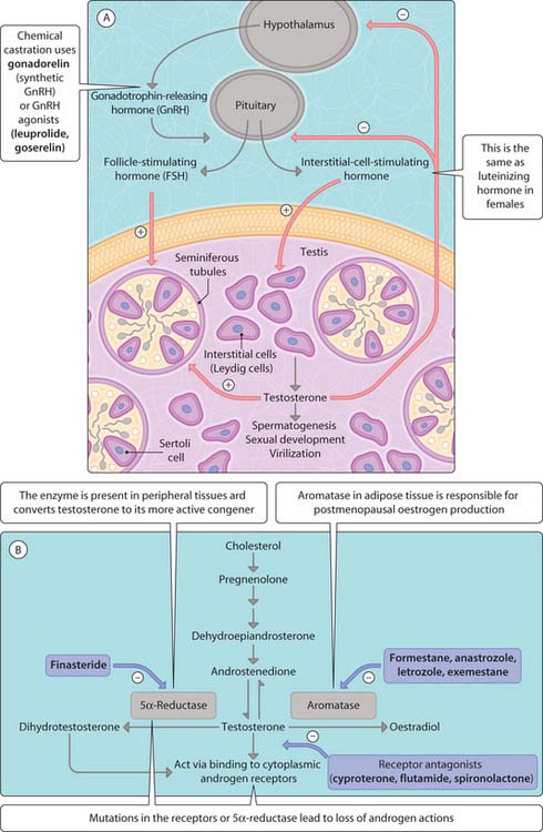 18 Disorders Of Sexual Development Basicmedical Key