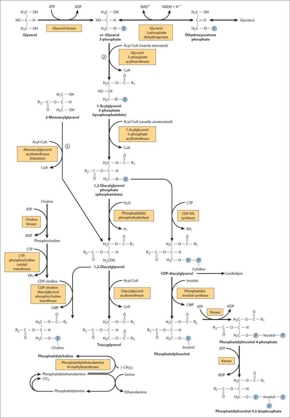 20 Lipids Triglyceride And Phospholipid Synthesis Basicmedical Key