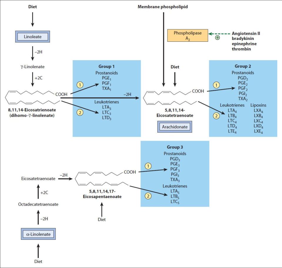 22 Lipids The Eicosanoids Prostaglandins Leukotrienes And