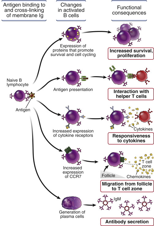 Humoral Immune Responses Activation Of B Lymphocytes And Production Of