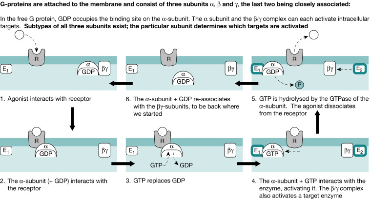 Molecular Aspects Of Drug Action Basicmedical Key