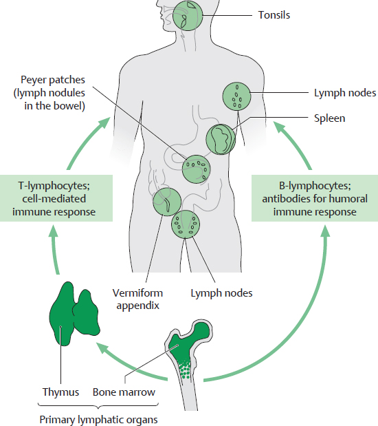 The Lymphatic System And Glands Basicmedical Key