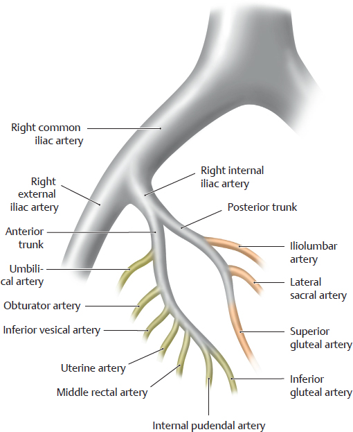 Overview Of Neurovascular Structures Basicmedical Key