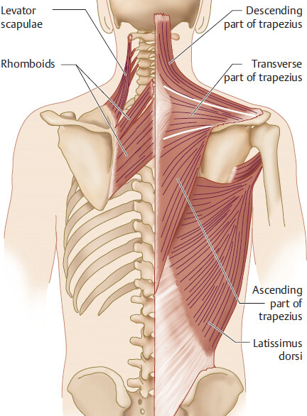 Chapter 12 Thoracic Spine And Thoracic Cage Basicmedical Key