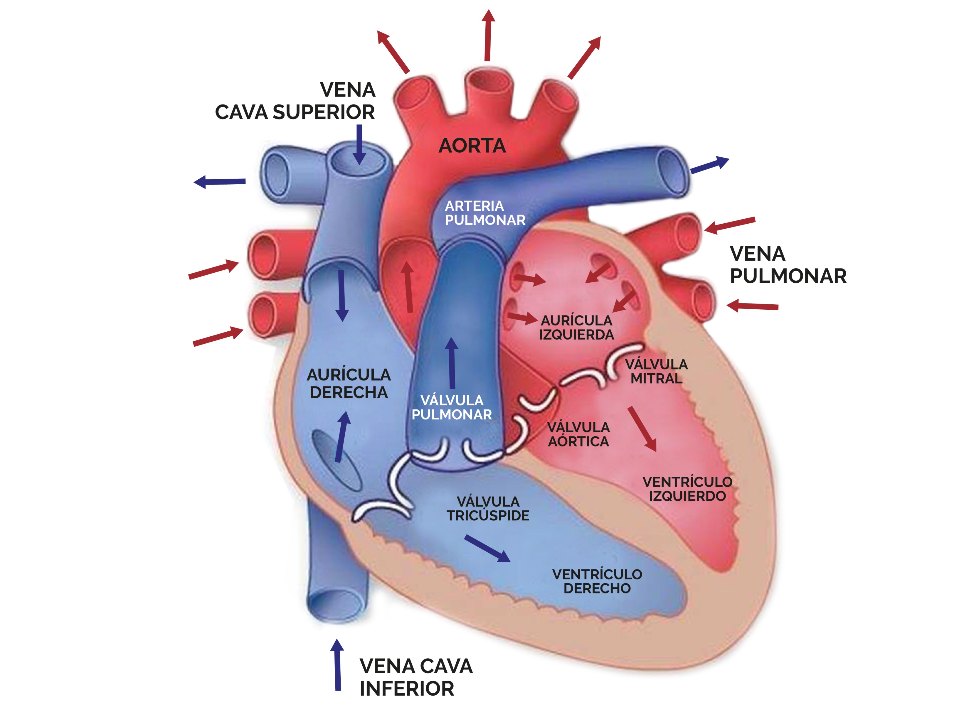 Unidad Didáctica 7 Aparato Circulatorio El Corazón Contenidos