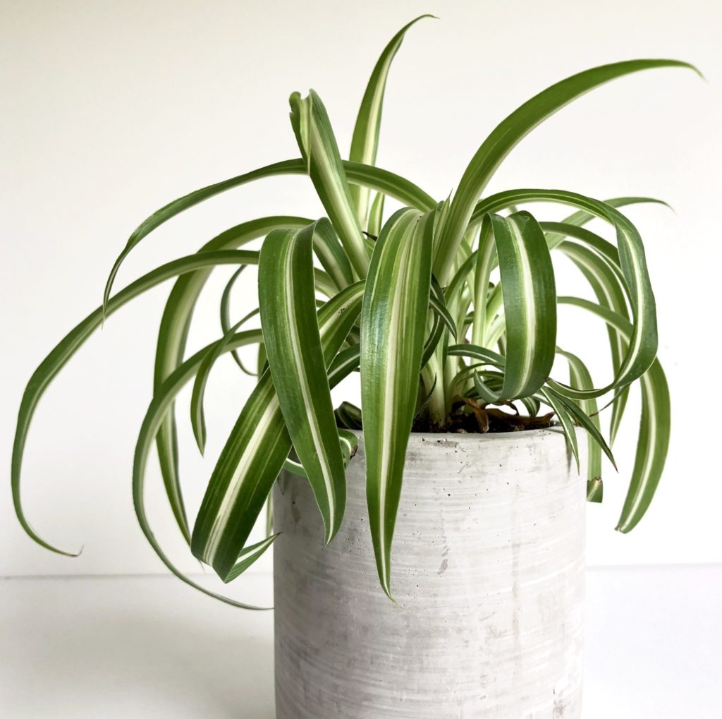 10 Best Low Maintenance Indoor Plants My Tasteful Space