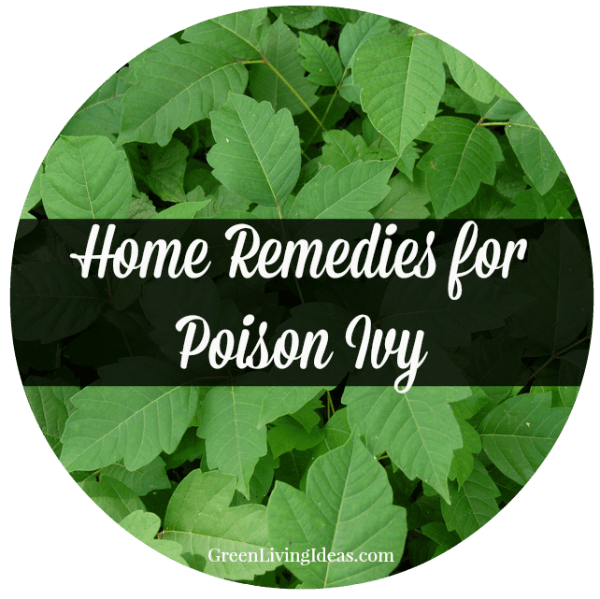 Home Remedies For Poison Ivy How To Avoid It