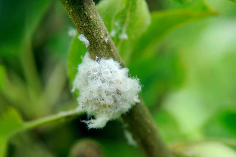 Pest And Disease 5 Tips To Control Woolly Aphids The Organic Way Grow