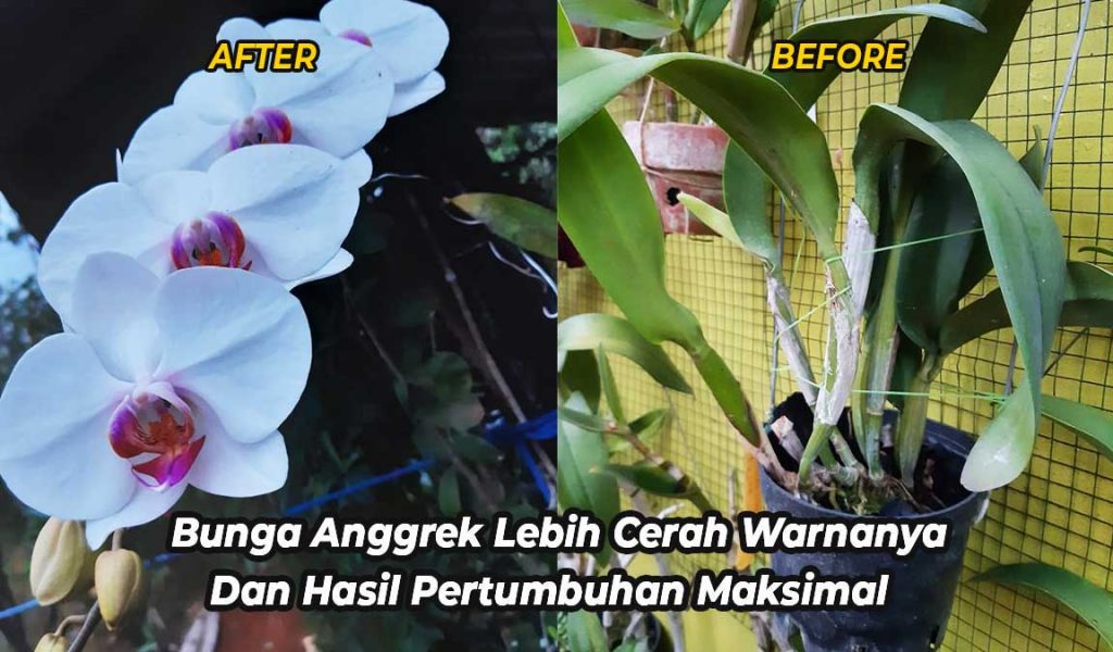 Cara Menanam Bunga Anggrek Di Pot Agar Cepat Berbunga