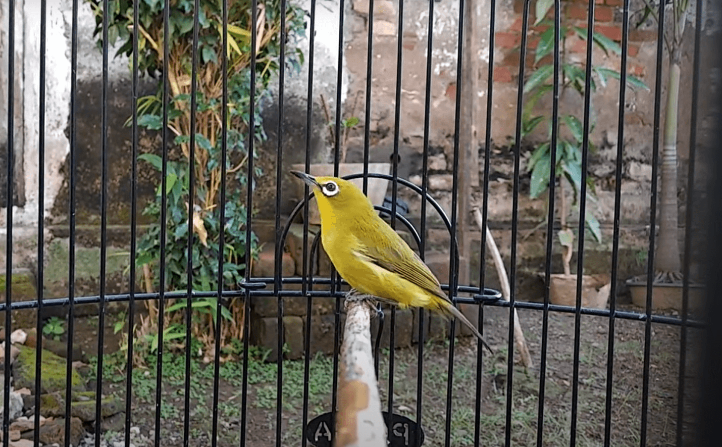 Pakan Burung Pleci Kebutuhan Nutrisi Jenis Dan Manajemennya