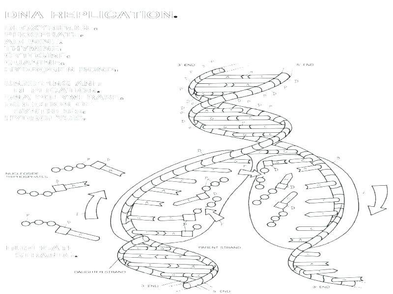 Dna Replication Coloring Sheet Printable Templates Free