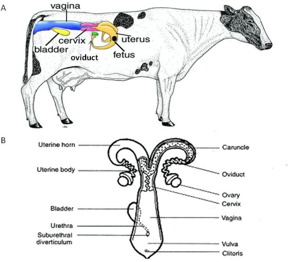 Female Cow Reproductive System Diagram Alternator
