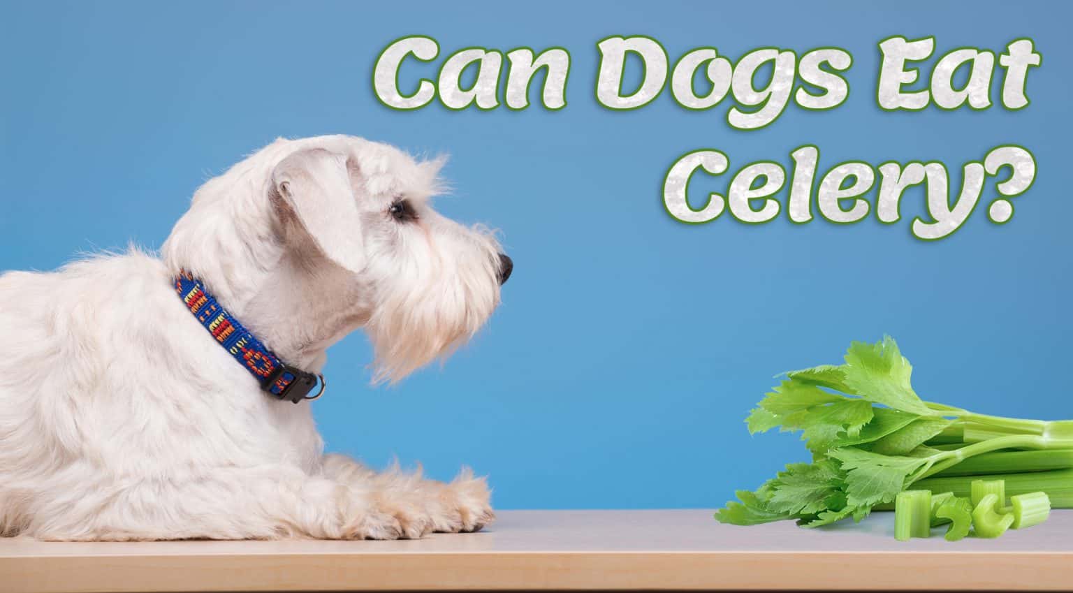 Can Dogs Eat Celery The 6 Major Benefits Revealed Here