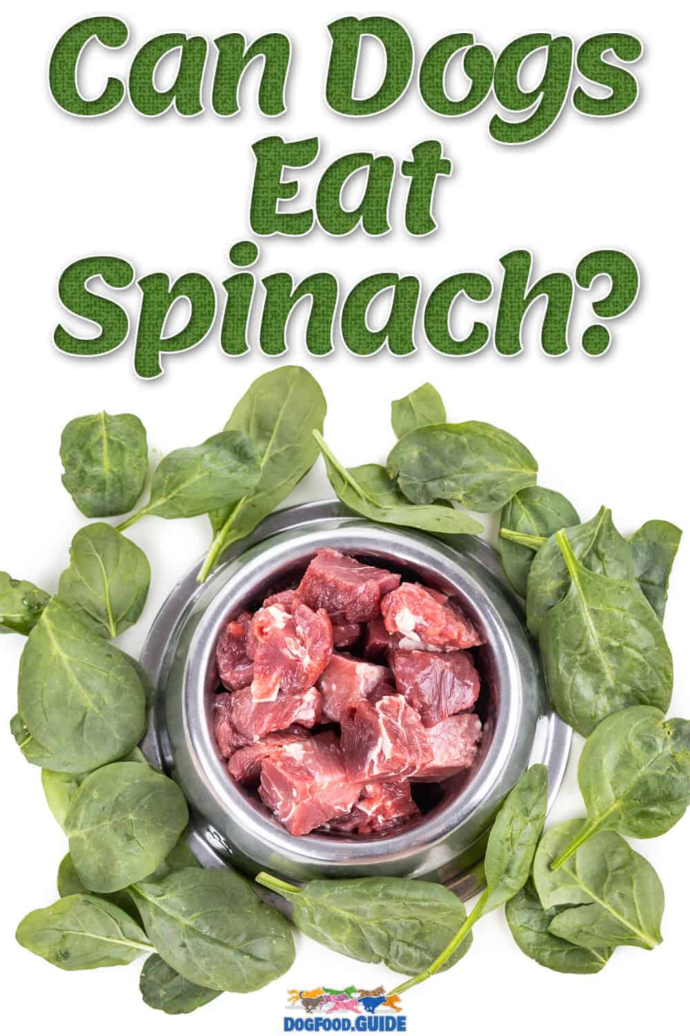 Can Dogs Eat Spinach The 4 Major Benefits Revealed Here