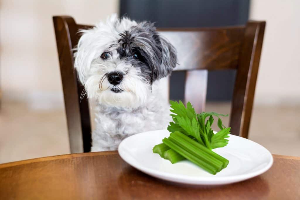 Can Dogs Eat Celery The 6 Major Benefits Revealed Here