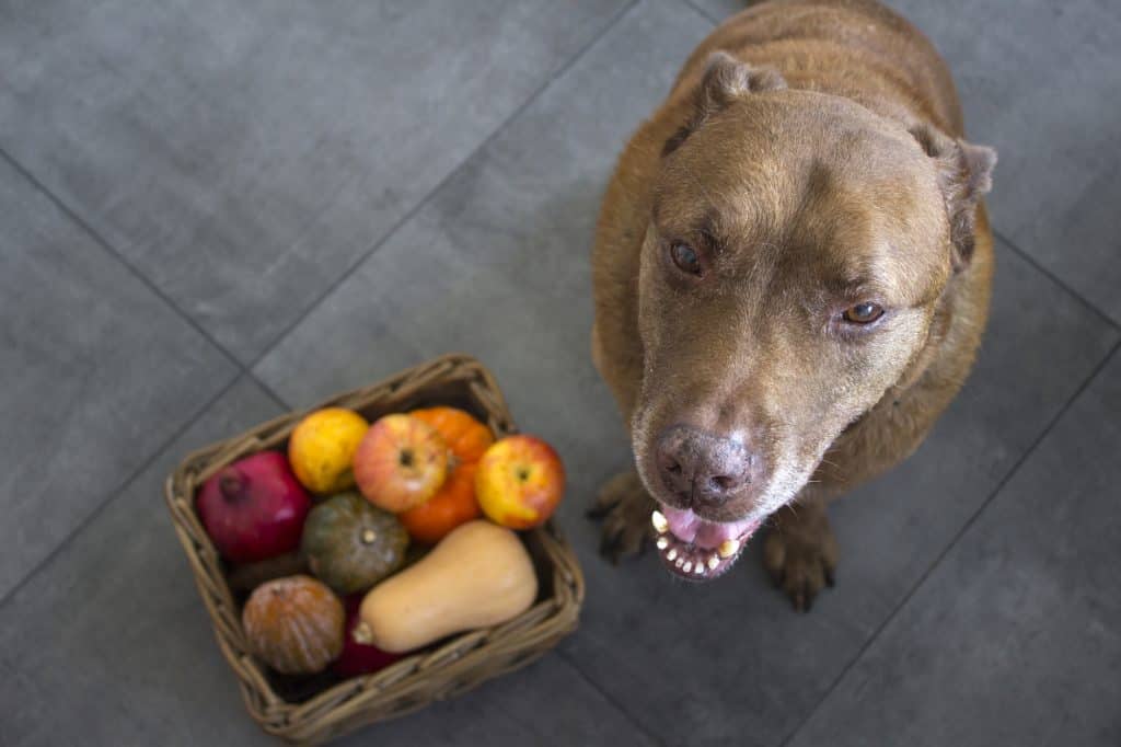 Can Dogs Eat Butternut Squash Pros And Cons 3 Best Recipes Included