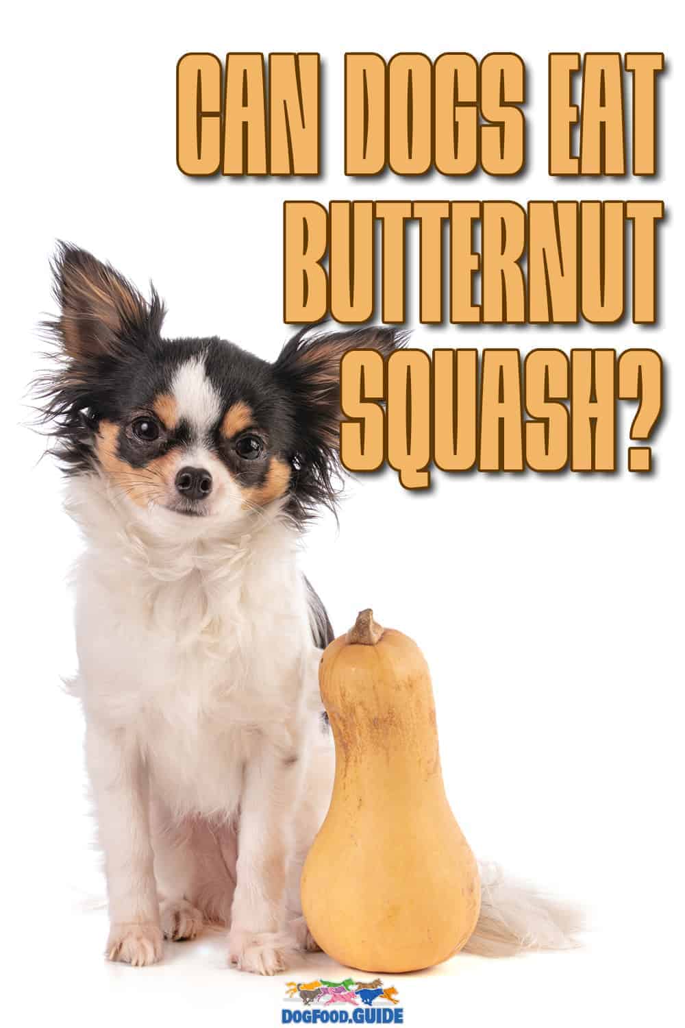 Can Dogs Eat Butternut Squash Pros And Cons 3 Best Recipes Included