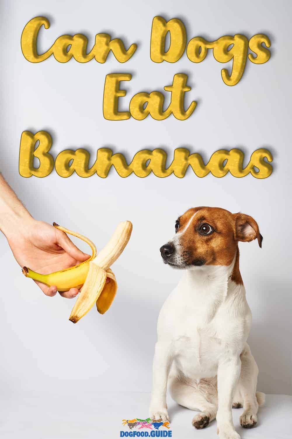 Can Dogs Eat Banana 4 Amazing Health Benefits From Bananas