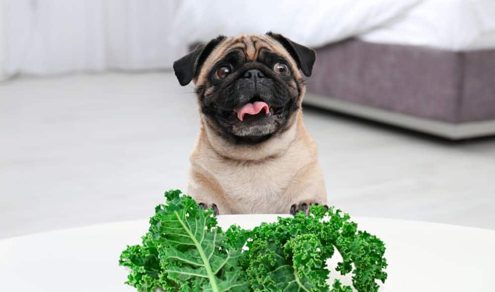 Can Dogs Eat Kale Pros And Cons 3 Best Recipes Included