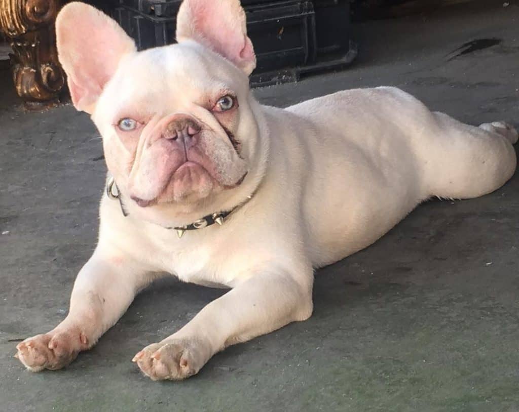 Platinum French Bulldog 8 Amazing Frenchie Colors Discussed