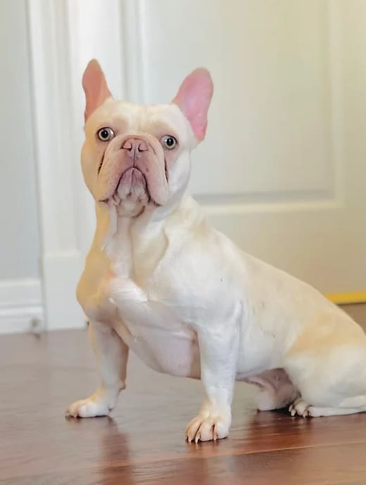 Platinum French Bulldog 8 Amazing Frenchie Colors Discussed