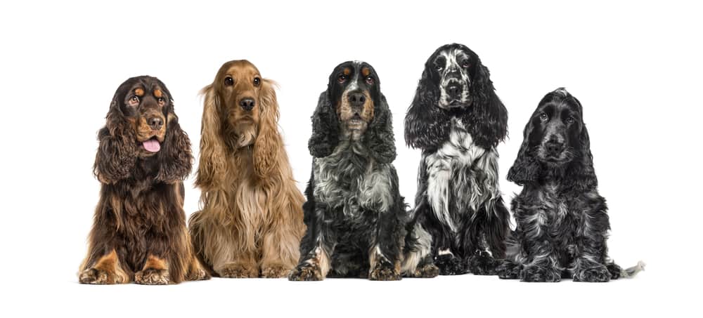 Do Cocker Spaniels Shed 9 Best Tools To Keep Their Coat Healthy