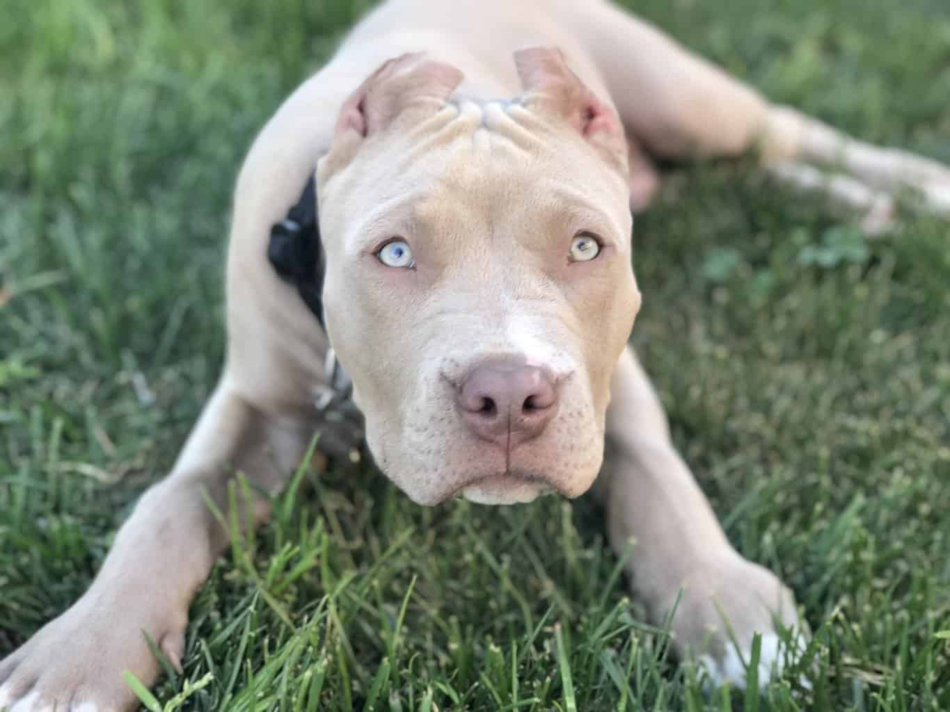 Blue Fawn Pitbull 1 Majestic And Unique Breed