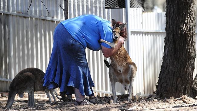 See This Kangaroo Hug The Woman Who Rescued Her